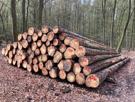 1st. Grade (A) Spruce Softwood Log - Nettree Market