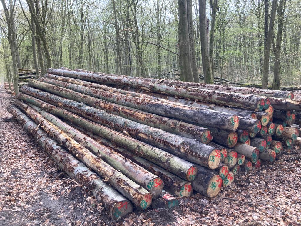 1st. Grade (A) Spruce Softwood Log - Nettree Market